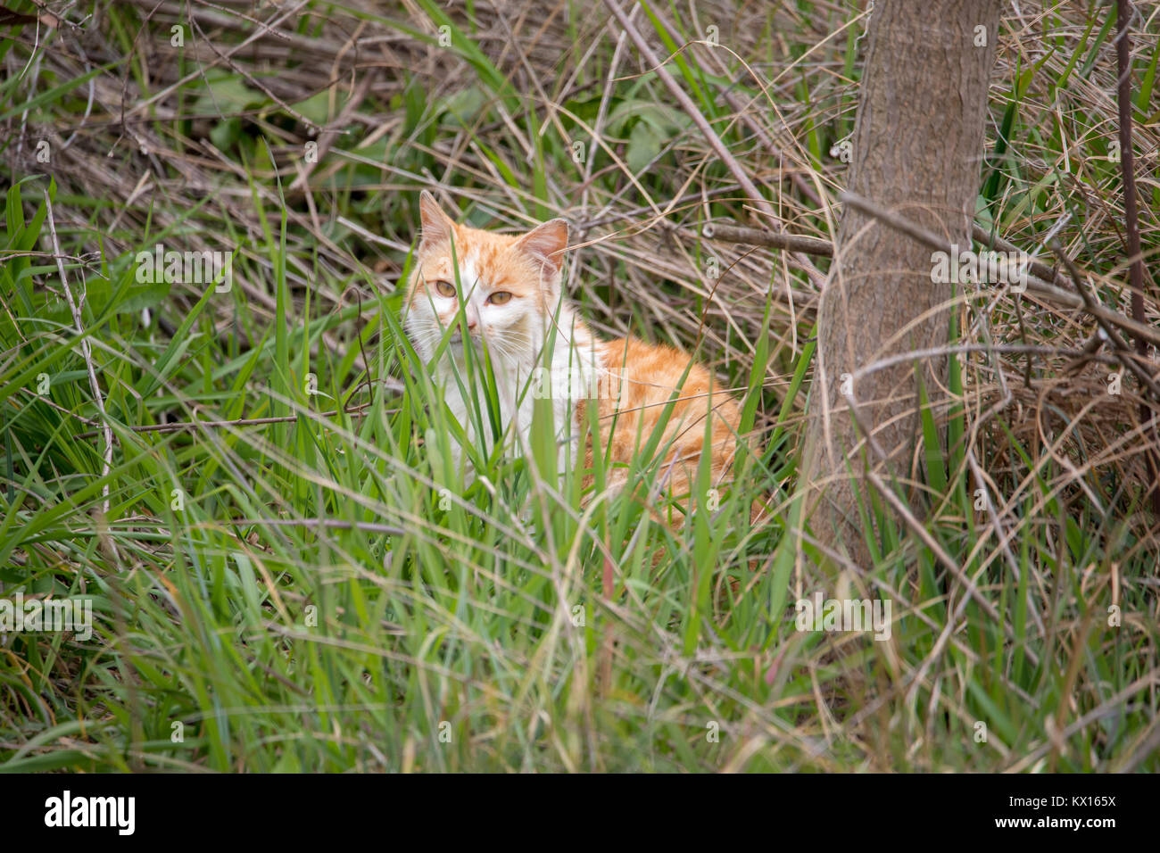 cat in the bush Stock Photo - Alamy