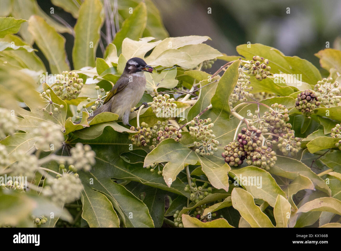 Chinese park birds hi-res stock photography and images - Alamy