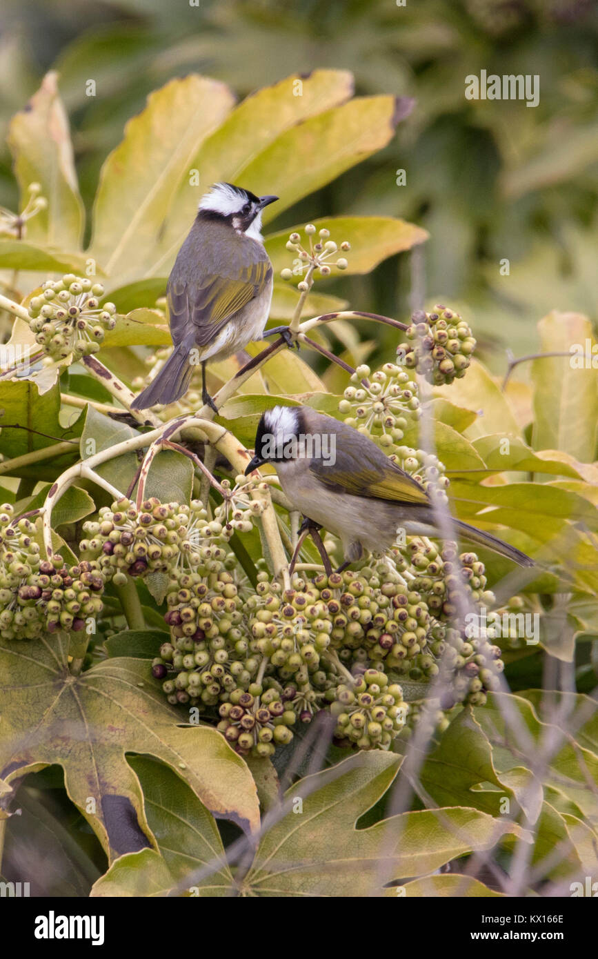 Male bulbul hi-res stock photography and images - Alamy