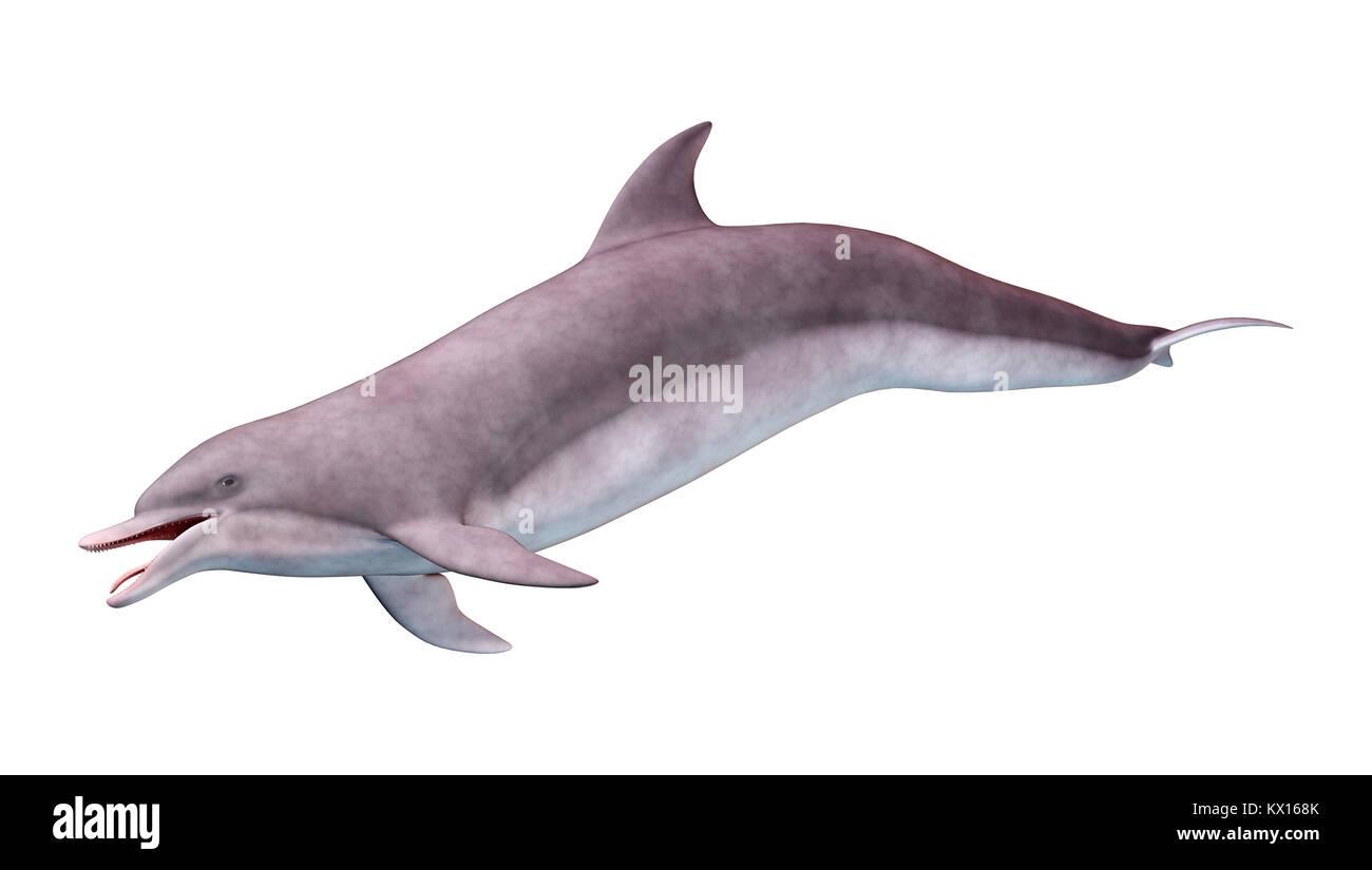 3D rendering of a dolphin isolated on white background Stock Photo - Alamy
