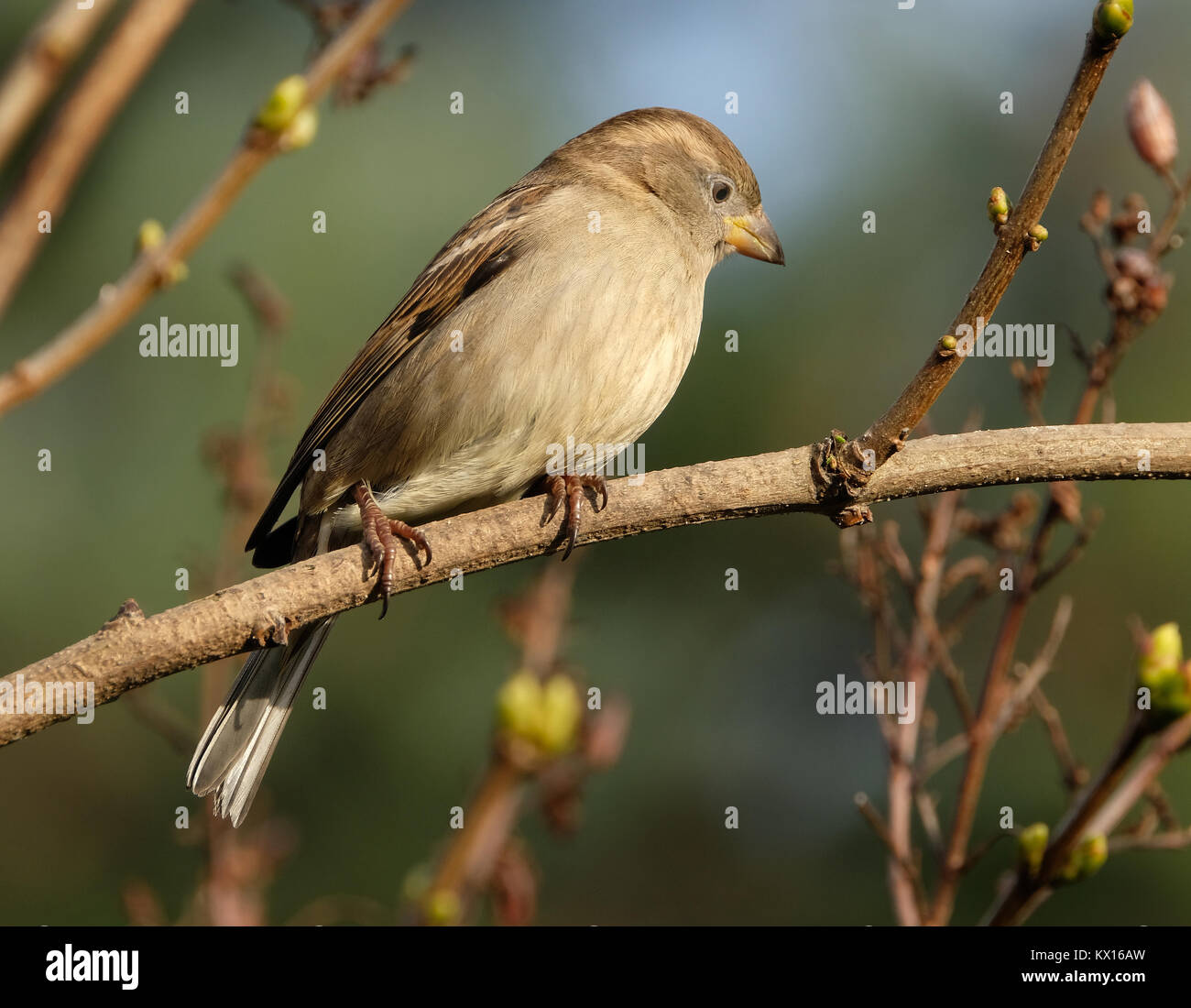 Female tree sparrow hi-res stock photography and images - Alamy