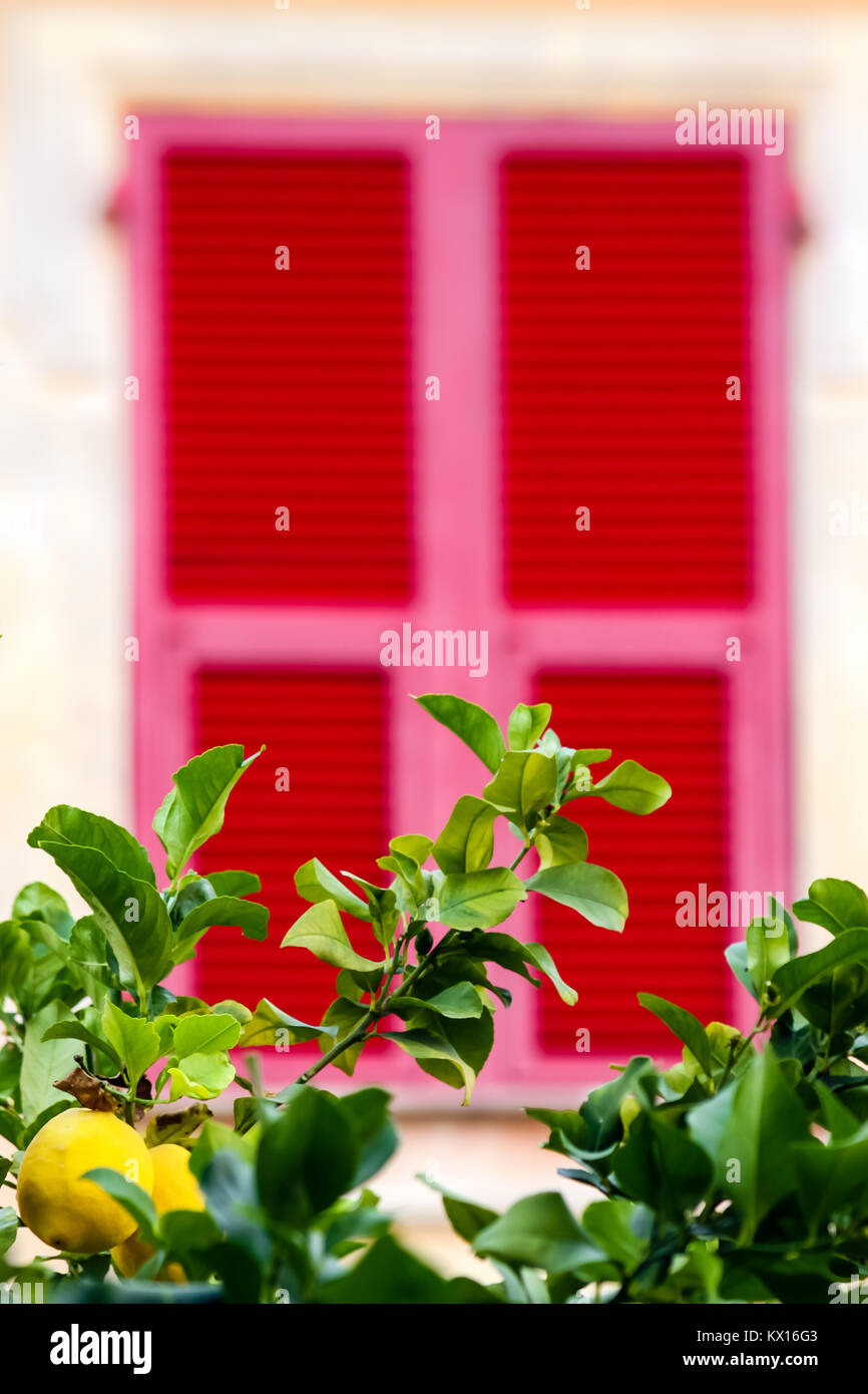 Amalfi lemon tree hi-res stock photography and images - Alamy