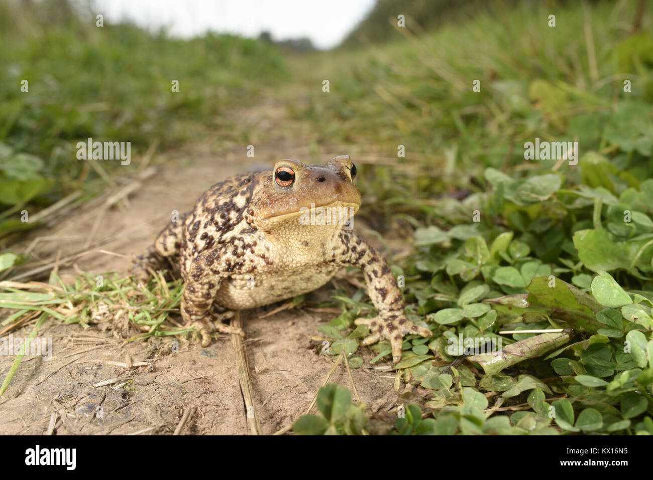 British toads hi-res stock photography and images - Alamy
