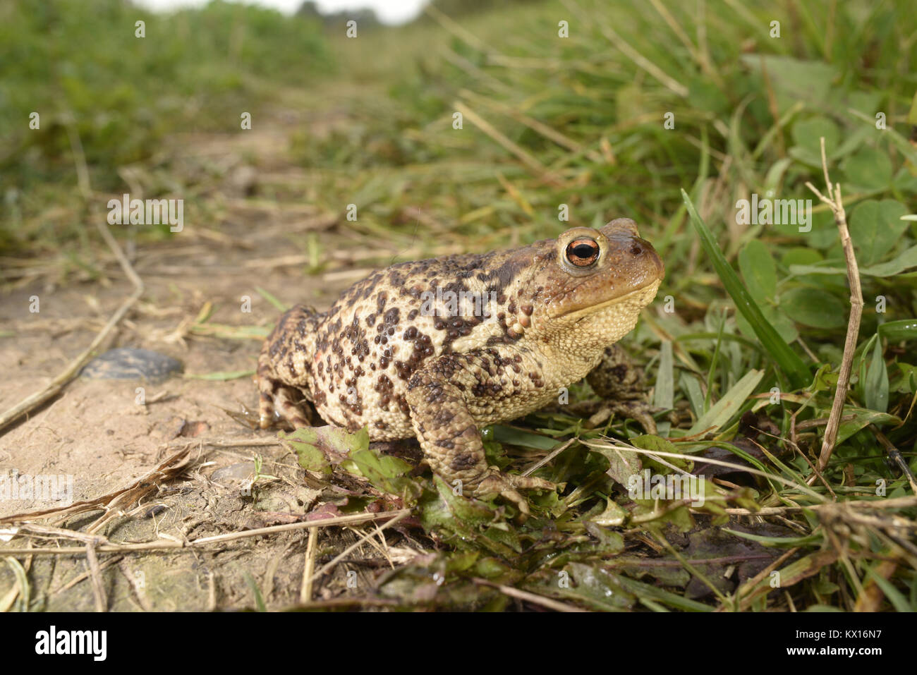British toads hi-res stock photography and images - Alamy