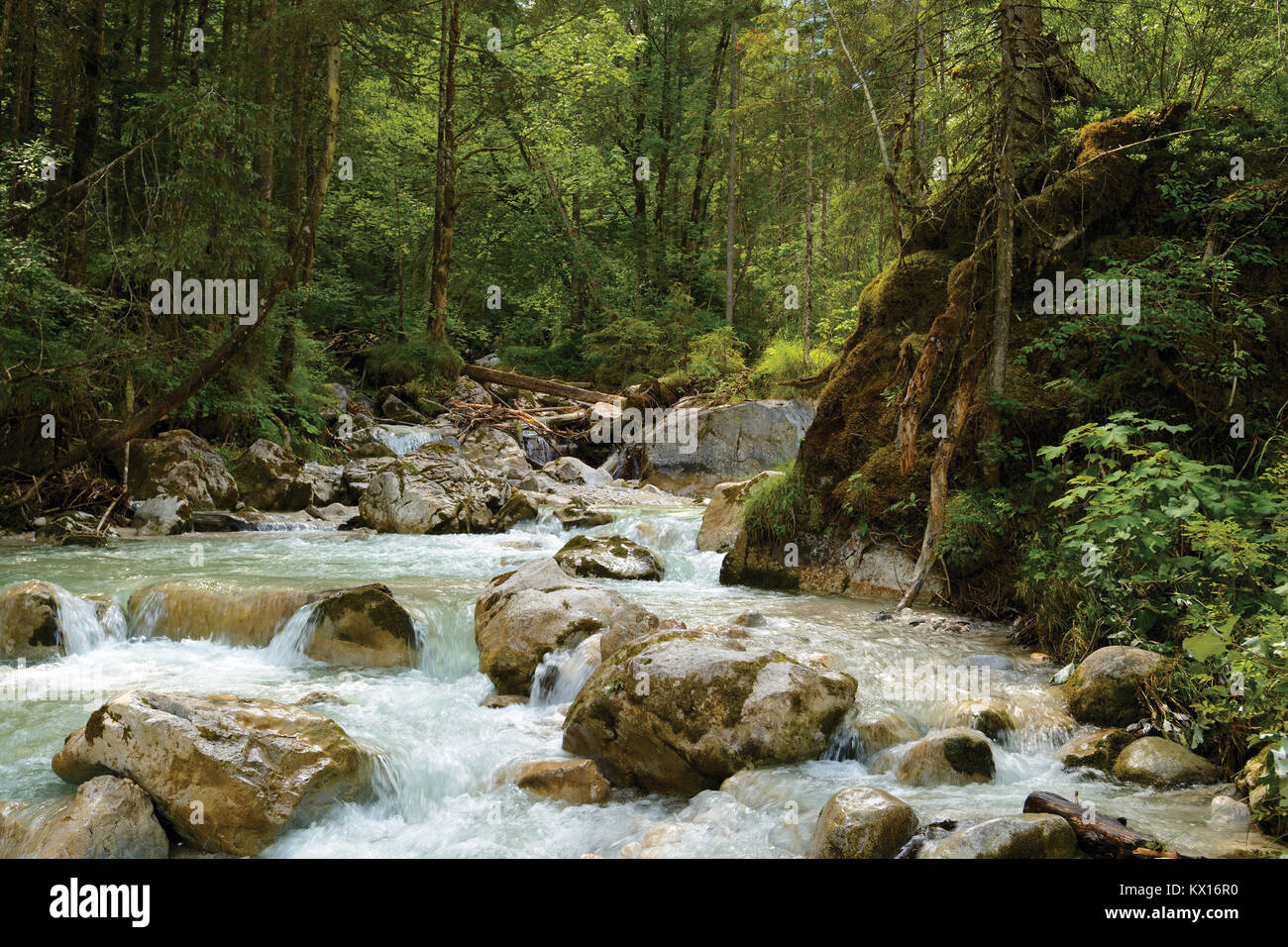 Creek in wild dence forest in Alps Stock Photo - Alamy