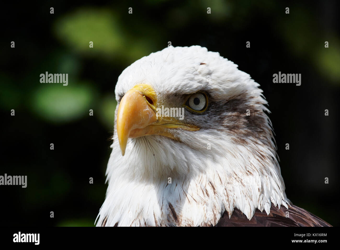 A portrait of a Bald Eagle's head with a defused background Stock Photo ...
