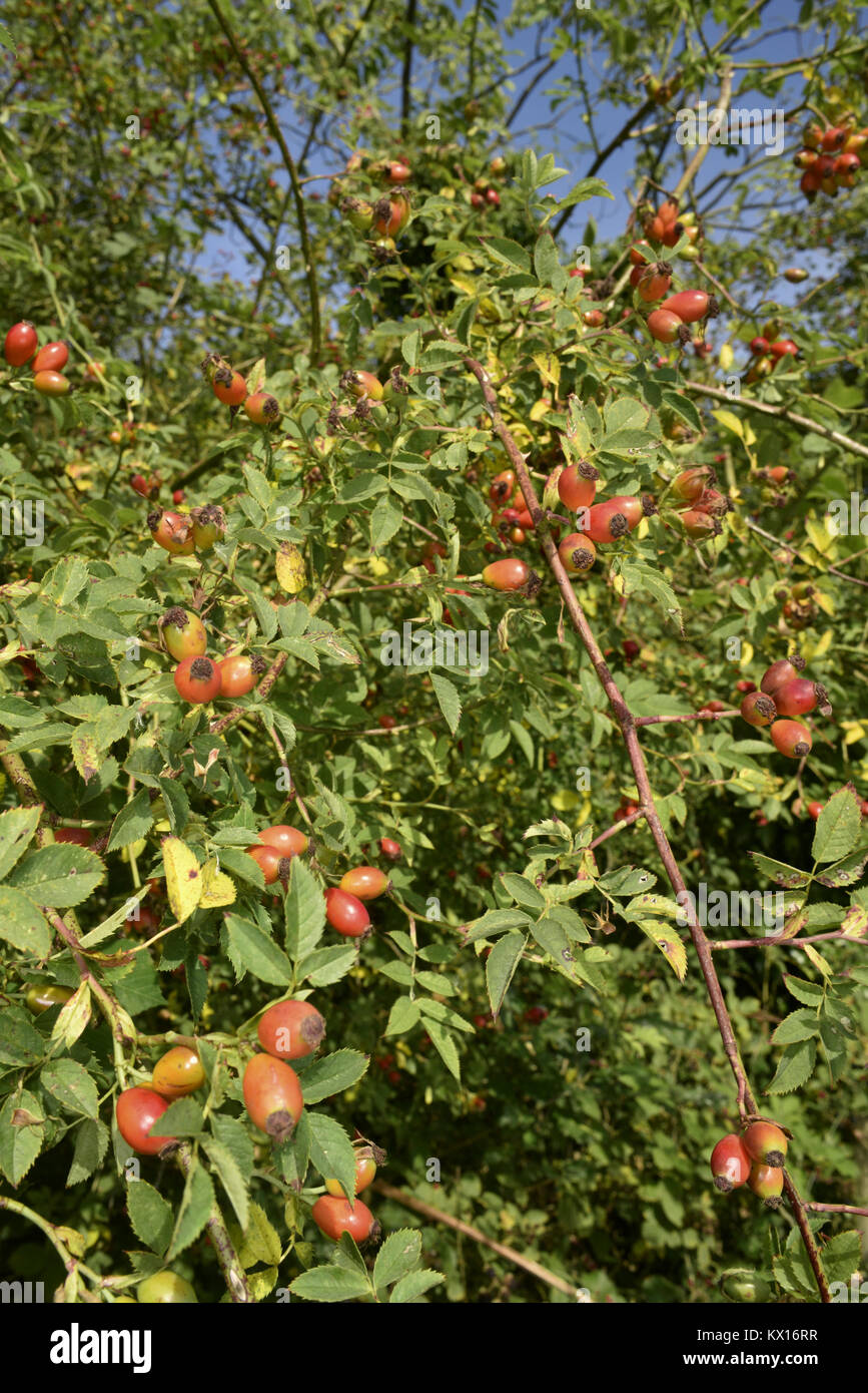 Dog-rose - Rosa canina Stock Photo - Alamy