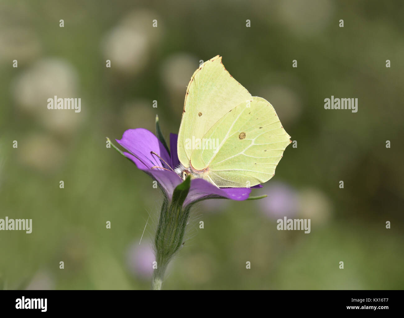 Yellow brimstone butterfly hi-res stock photography and images - Alamy