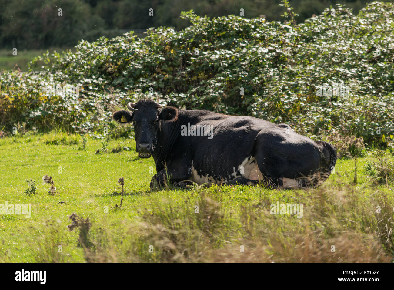 Eye contact with a Black and white cow Stock Photo - Alamy