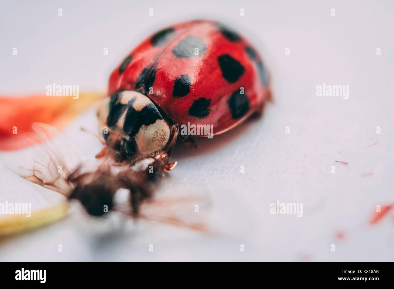 Ladybird in nature hi-res stock photography and images - Alamy