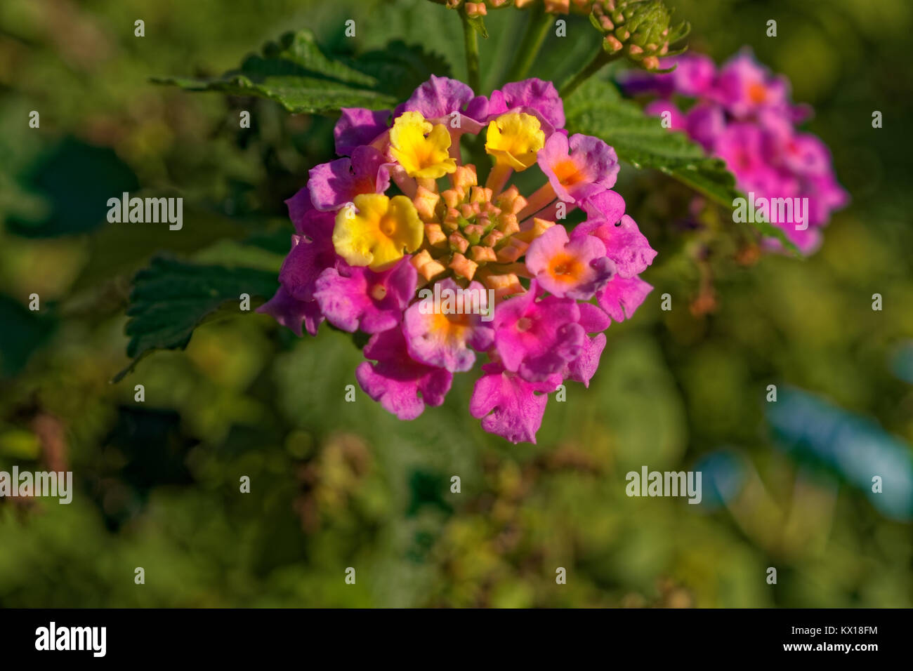 small flower made from multiple smaller flowers of pink and yellow ...
