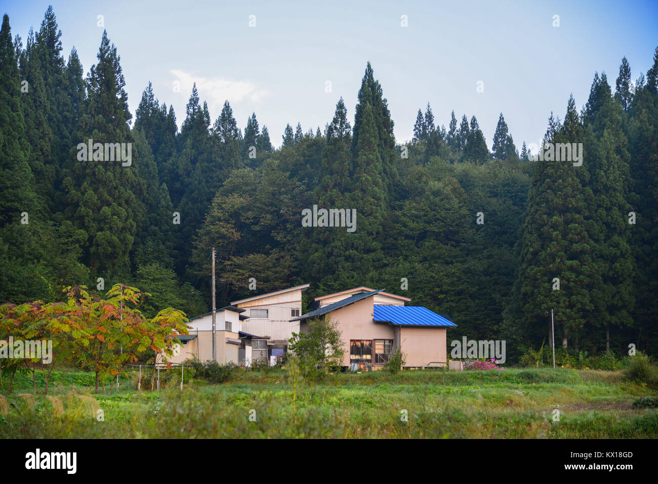 Rural house with pine tree forest in Akita, Japan Stock Photo - Alamy