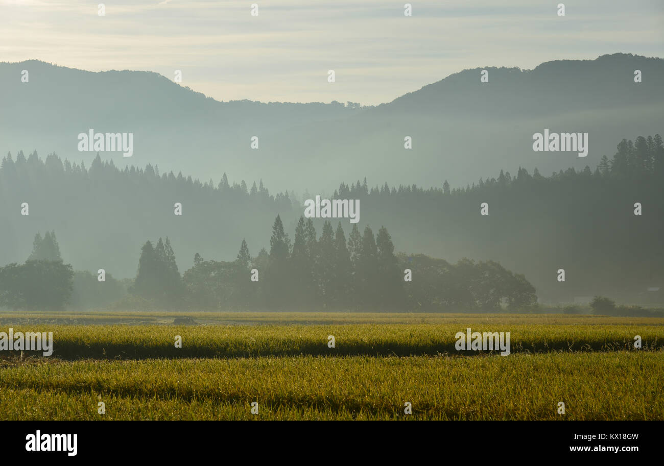 Rice field at sunrise in Akita, Japan. Rice production is important to ...