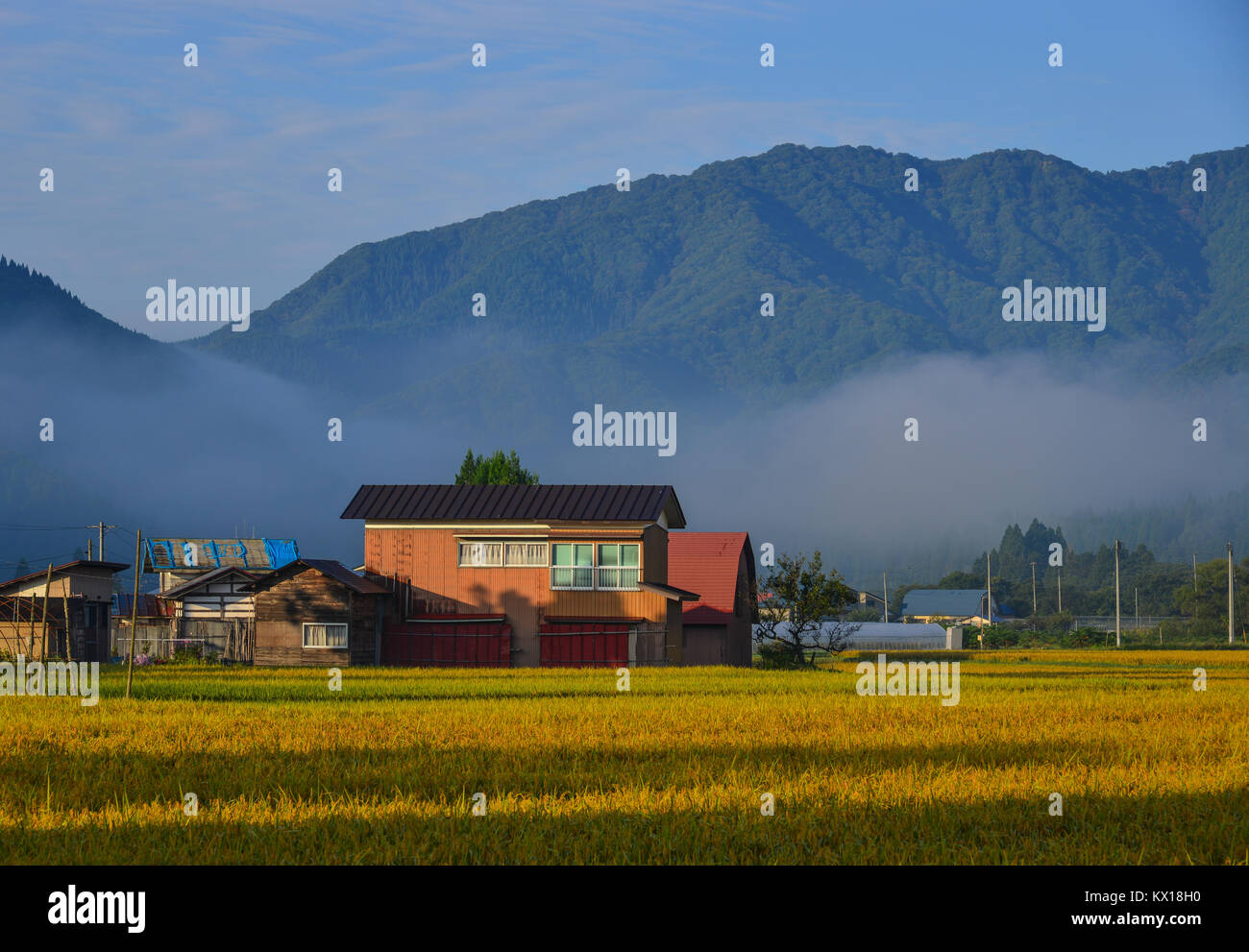Rice field with small rural village in Akita, Japan. Rice production is ...