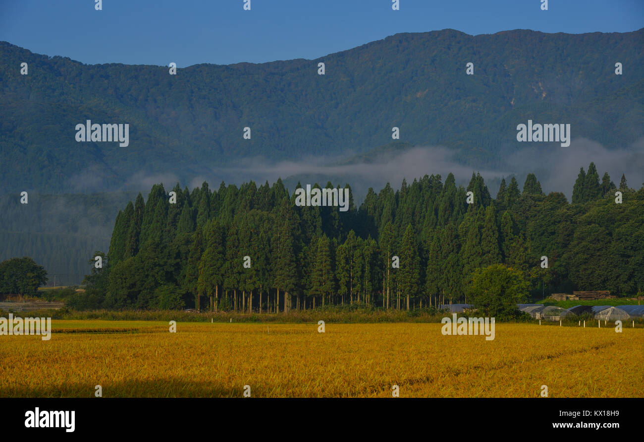Rice field with pine tree forest in Akita, Japan. Rice production is ...