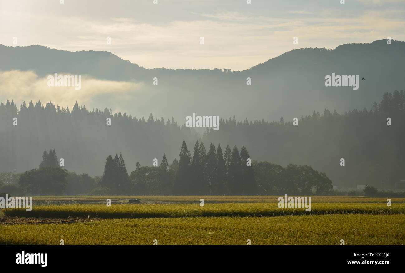 Largest producer of rice hi-res stock photography and images - Alamy