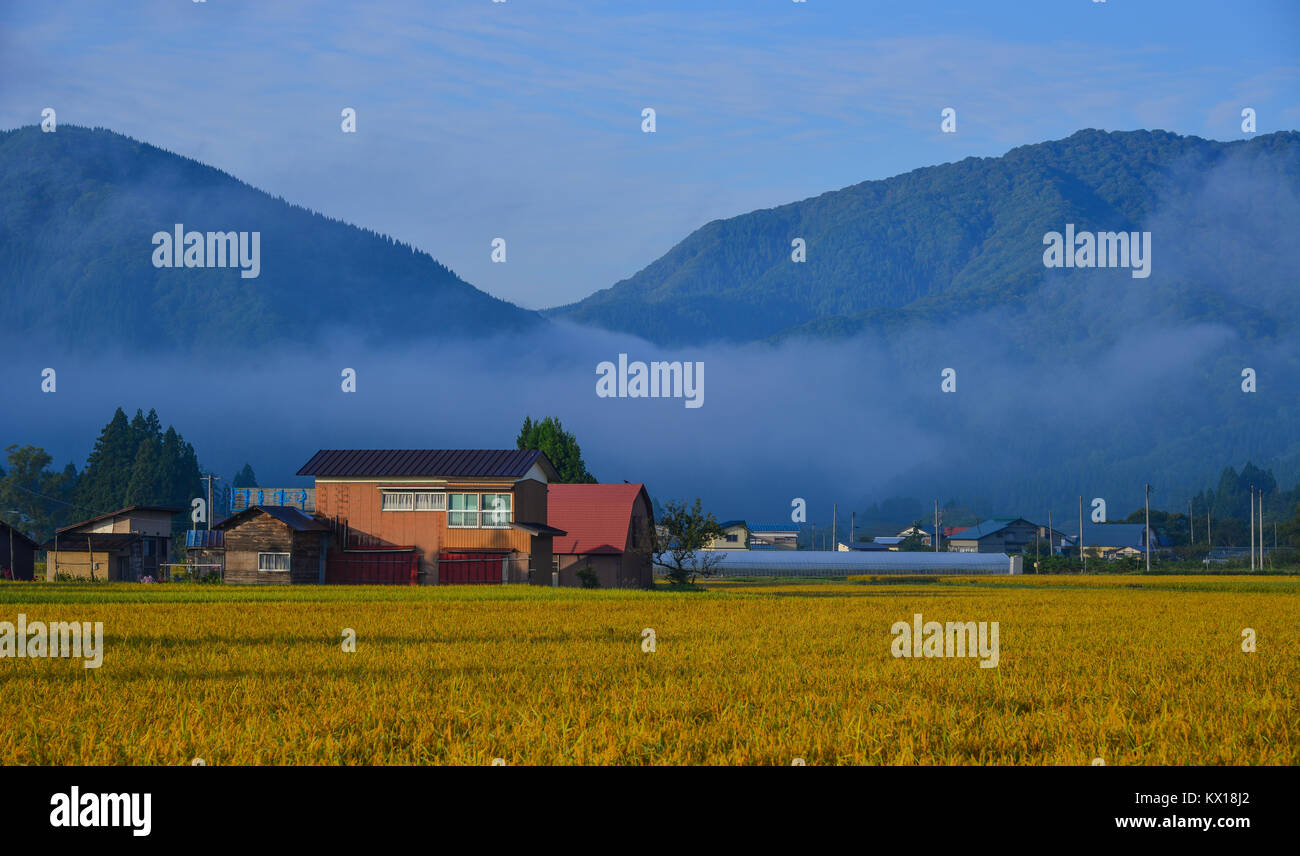 Rice field with a rural township in Akita, Japan. Japan is the ninth ...