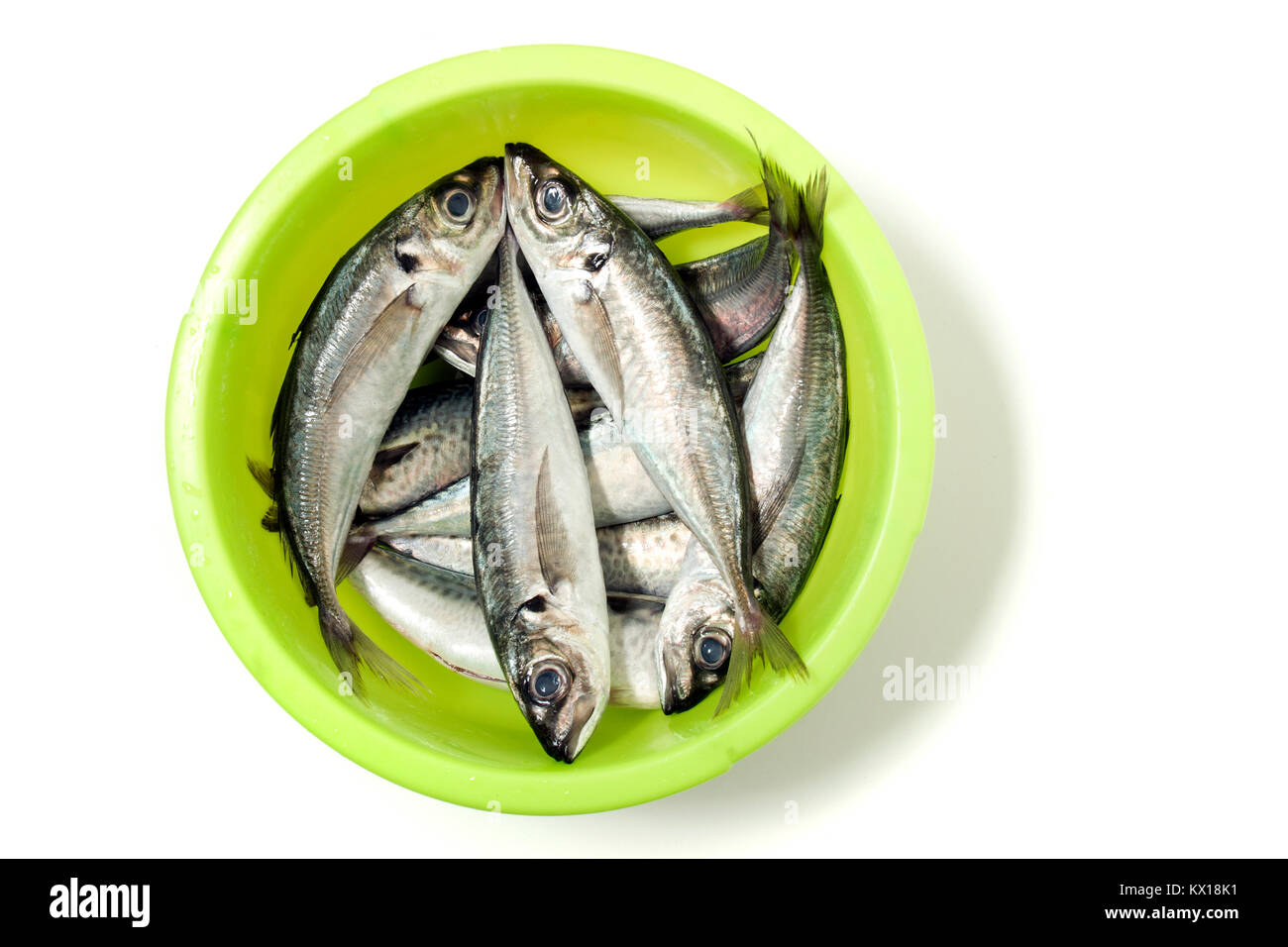 Raw short mackerel fish on a bowl isolated on a white background Stock ...
