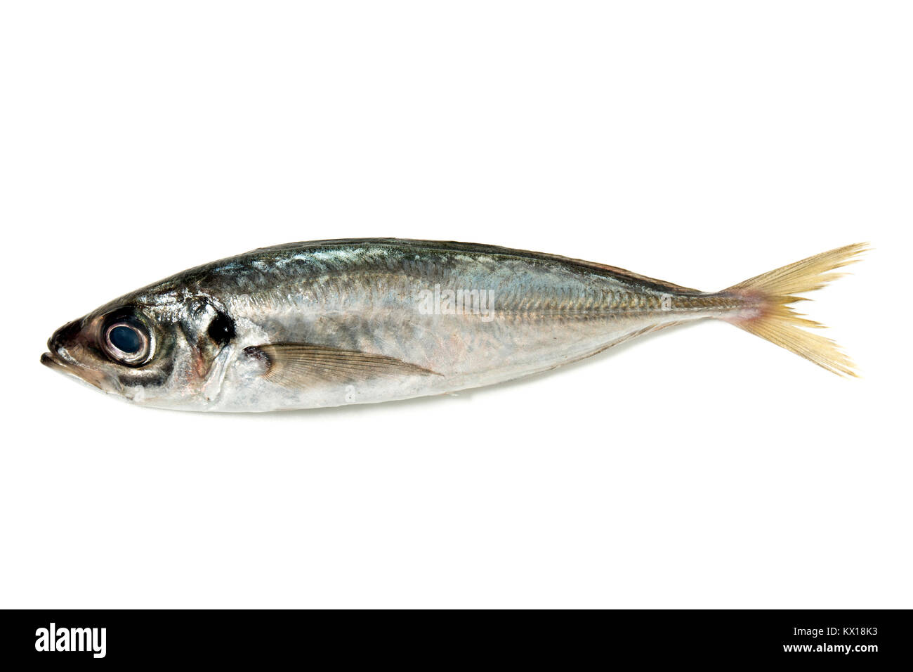 Raw short mackerel fish isolated on a white background Stock Photo - Alamy