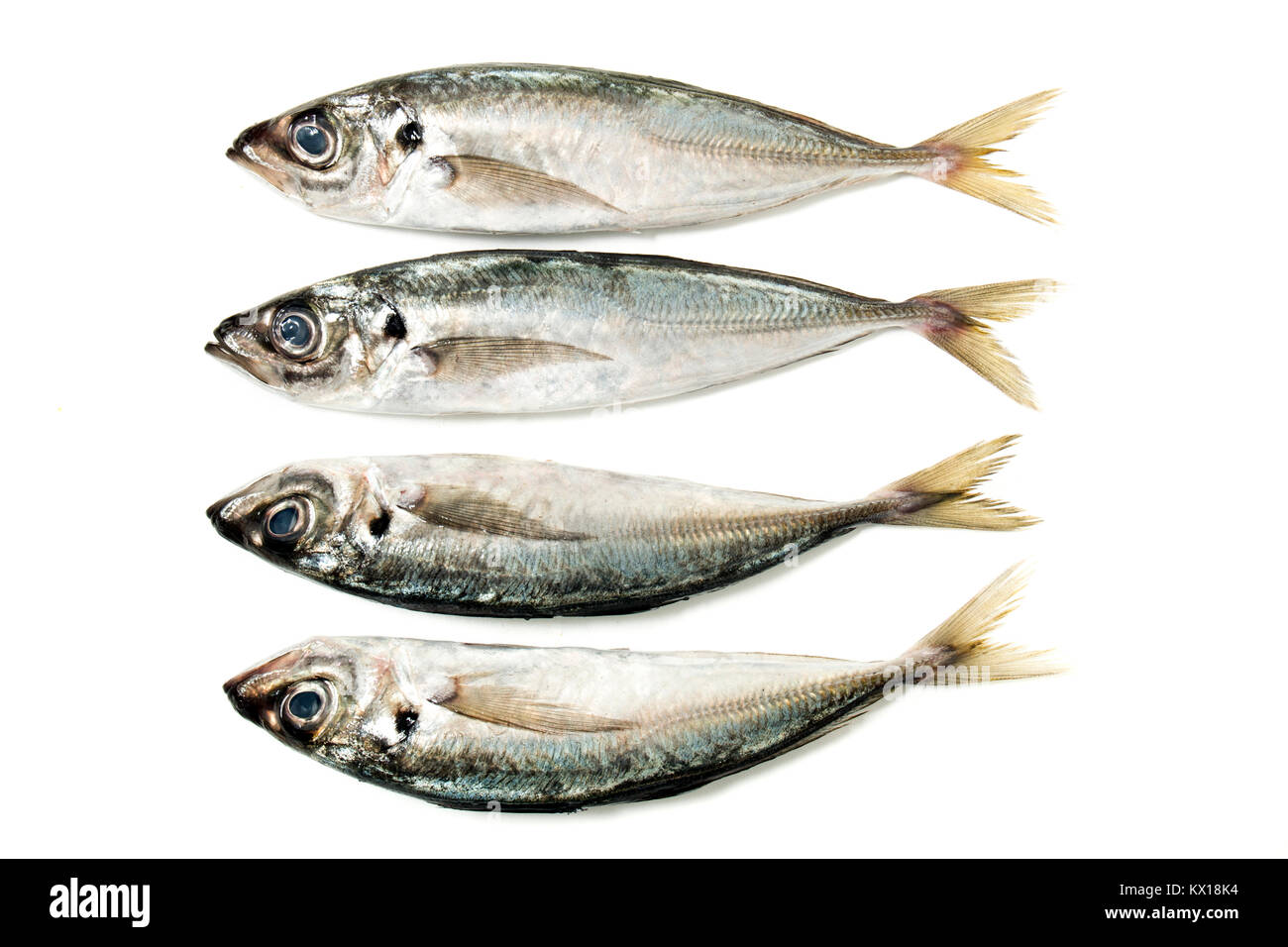 Raw short mackerel fish isolated on a white background Stock Photo - Alamy