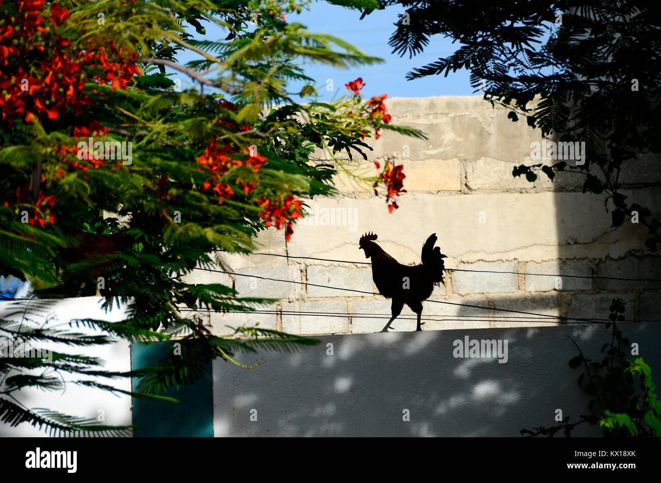 Chicken Silhouette Walking Stock Photos & Chicken Silhouette Walking ...