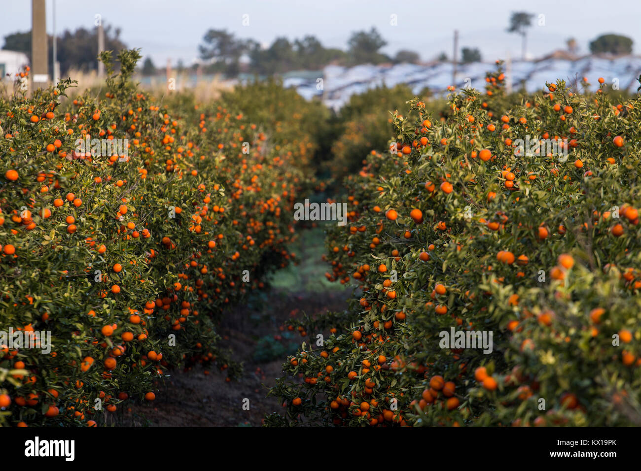 Row of Orange tree orchards filled with fruit in the Algarve, Portugal ...