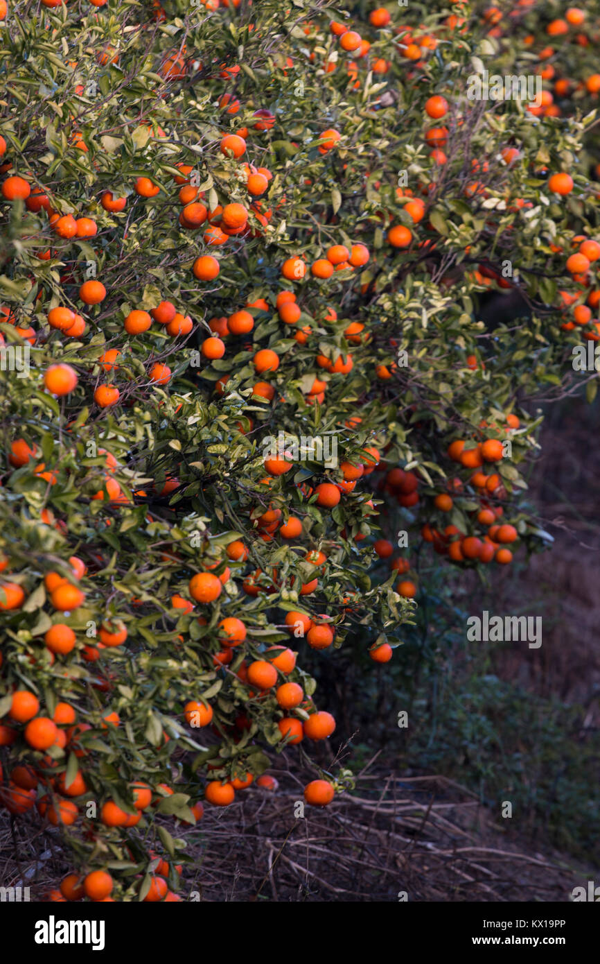 Row of Orange tree orchards filled with fruit in the Algarve, Portugal ...