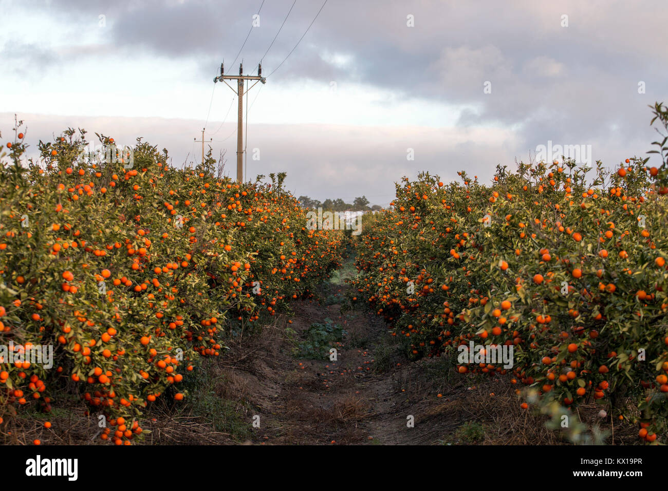 Row of Orange tree orchards filled with fruit in the Algarve, Portugal ...