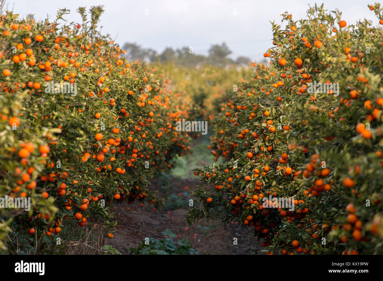 Row of Orange tree orchards filled with fruit in the Algarve, Portugal ...