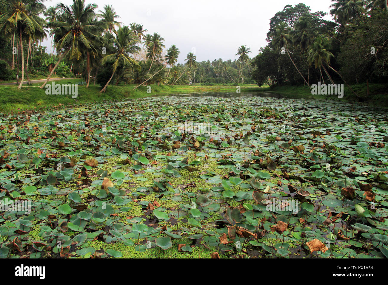 Pond with lotuses and palm trees in Sri Lanka Stock Photo - Alamy