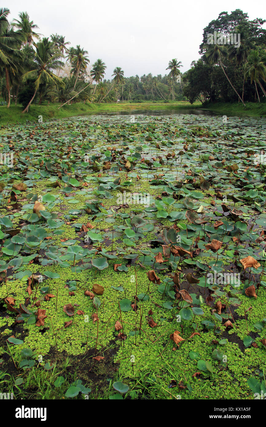 Pond with lotuses and palm trees in Sri Lanka Stock Photo - Alamy