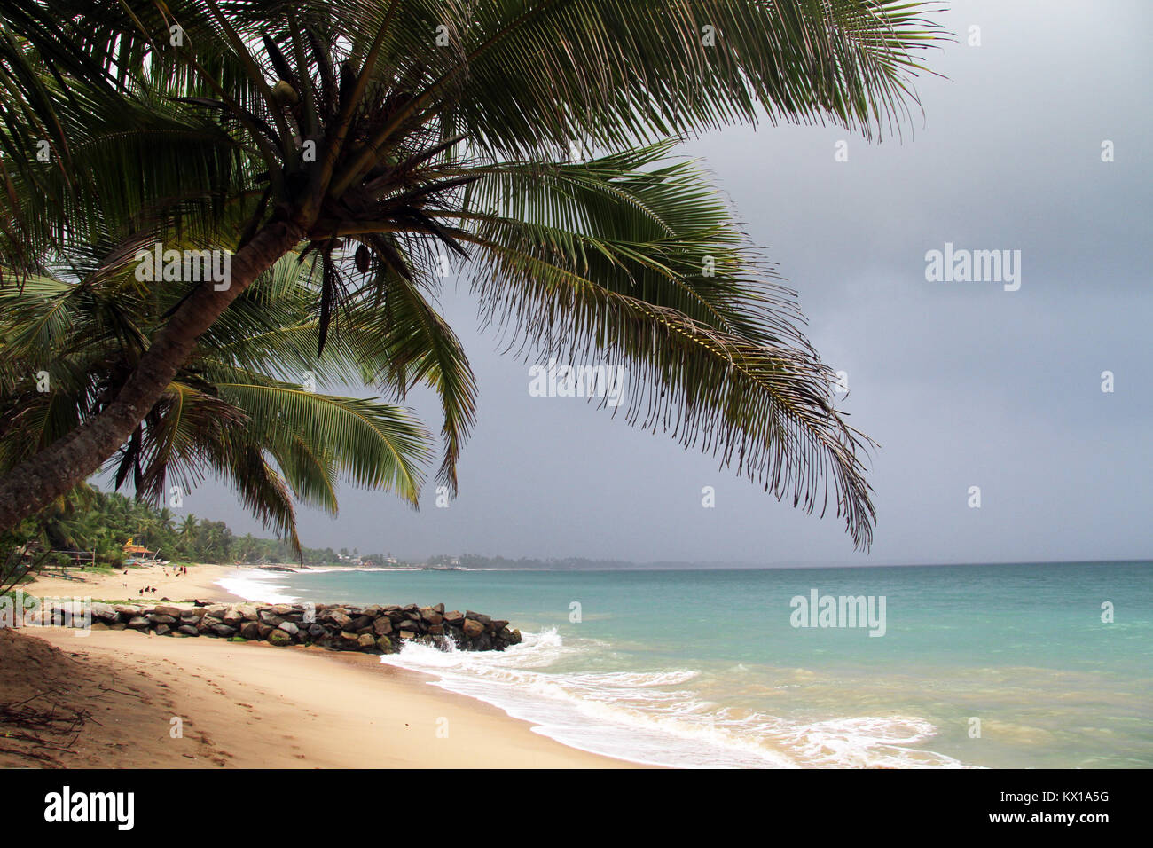 Palm tree on the beach in Tangalle, Sri Lanka Stock Photo - Alamy