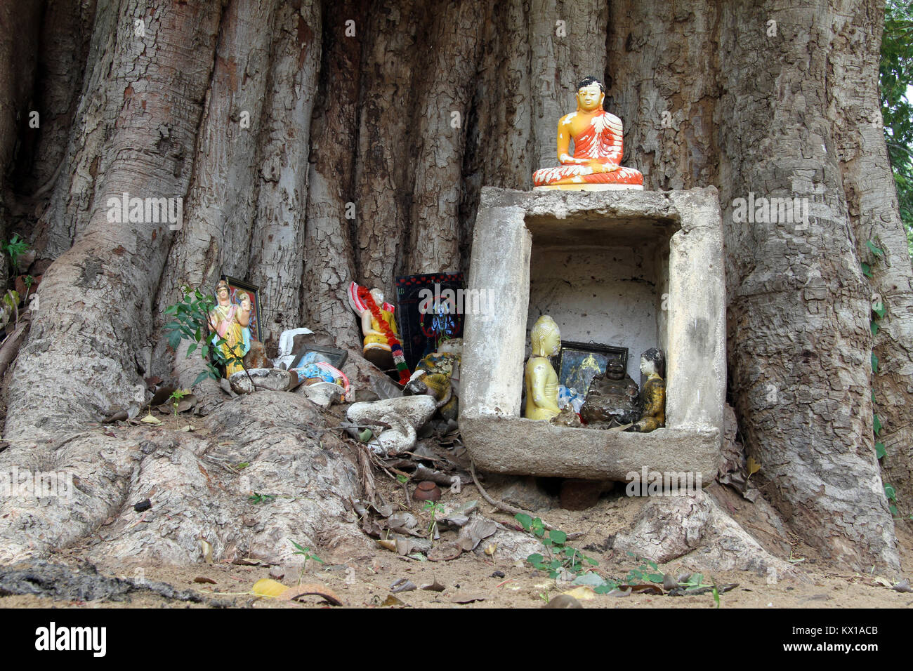 Small buddhist shrine with Buddhas under big tree Stock Photo - Alamy