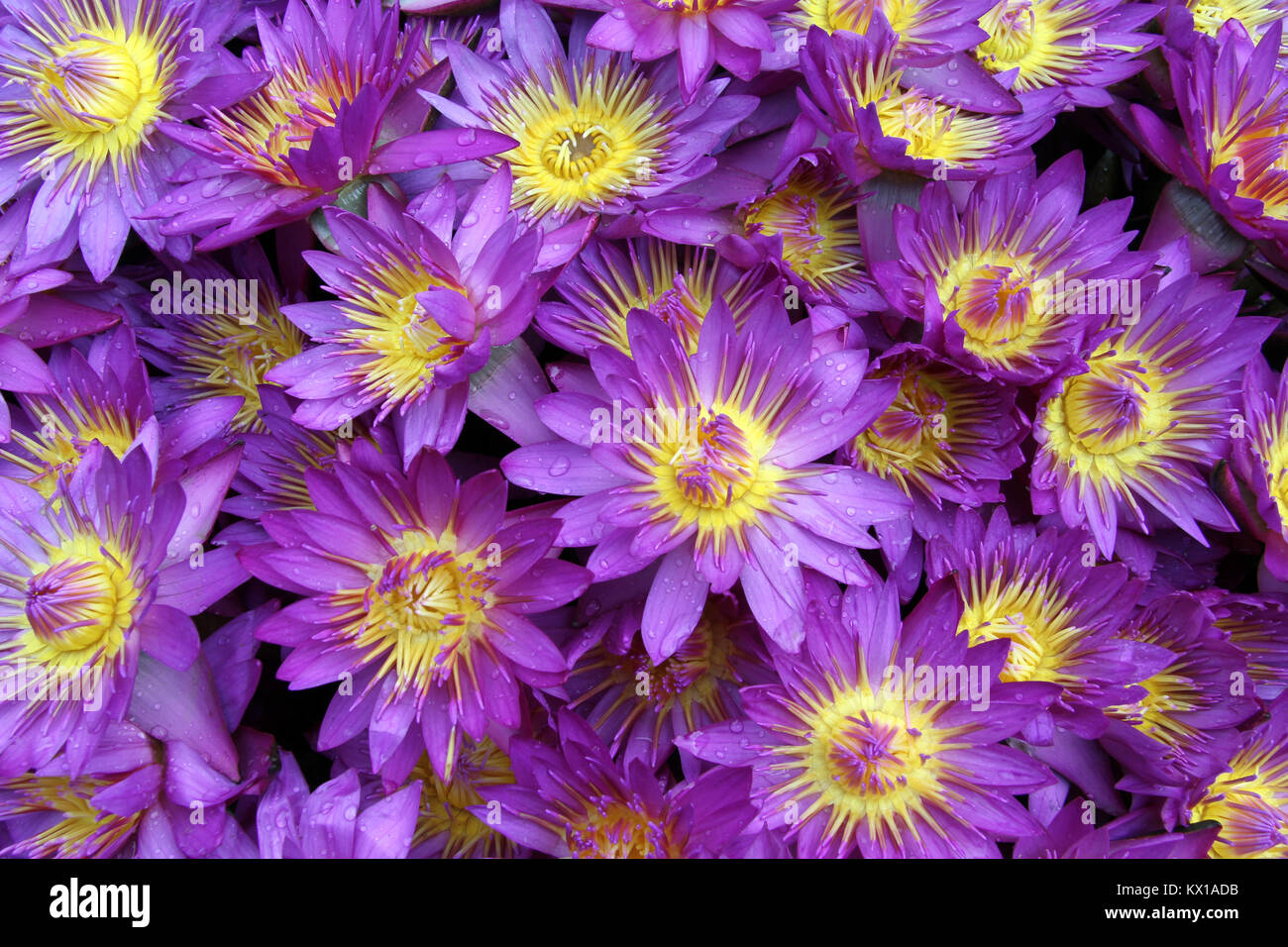 Many violet lotuses flowers with petals Stock Photo - Alamy