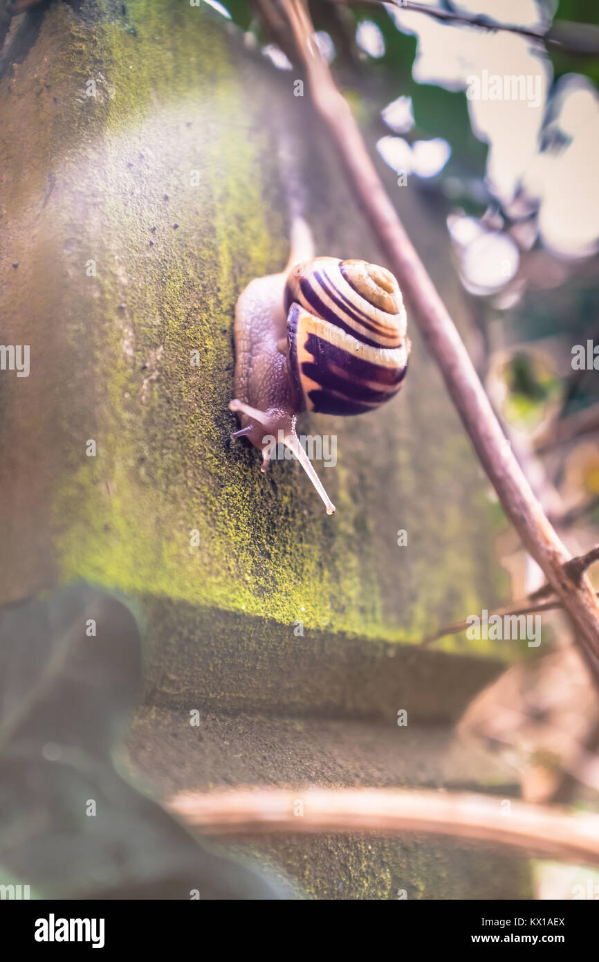brown snail outside with antennas forward, crawling down a garden, yard ...