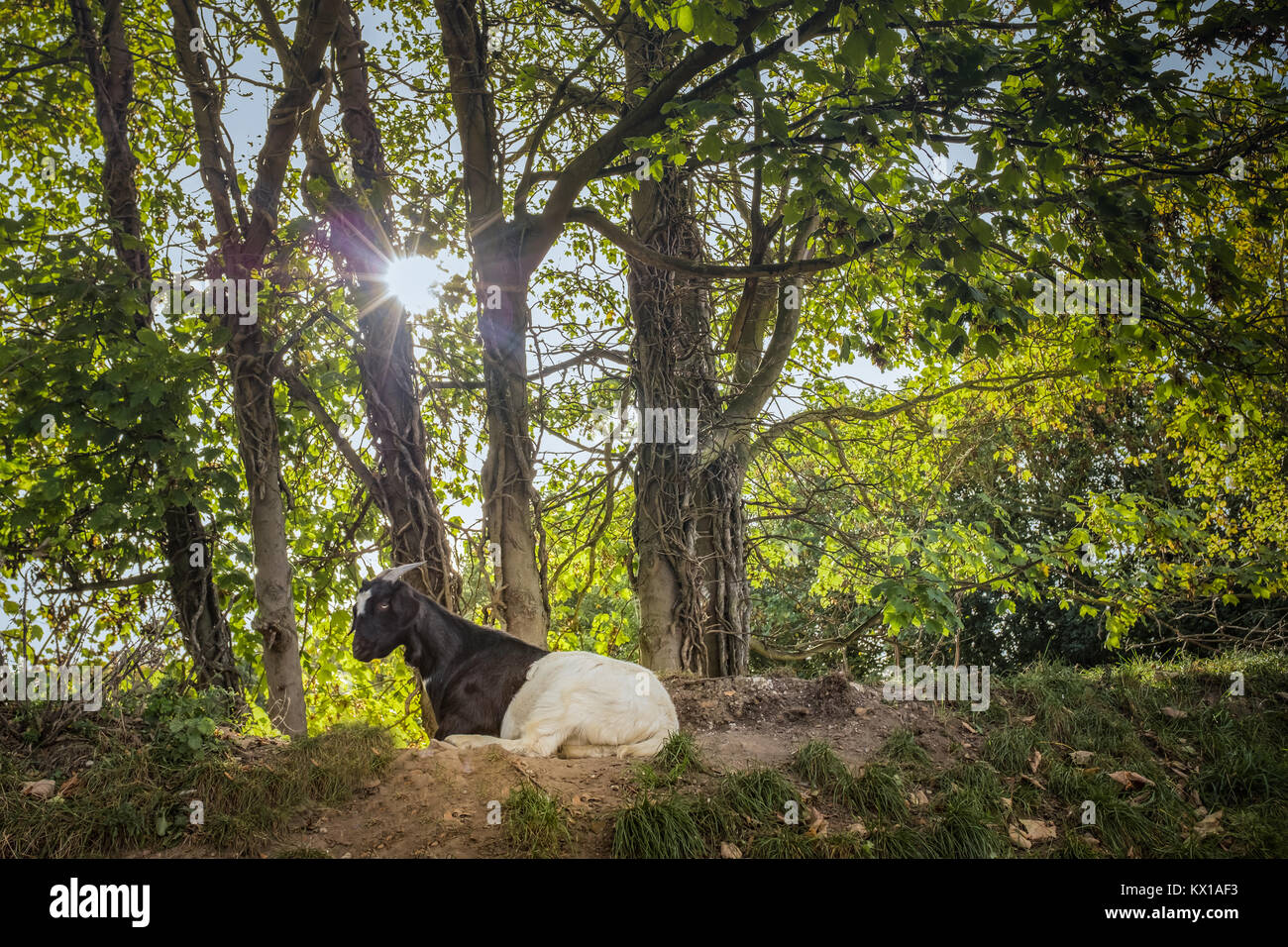 black and white goat with horns lying down under trees with thick green ...