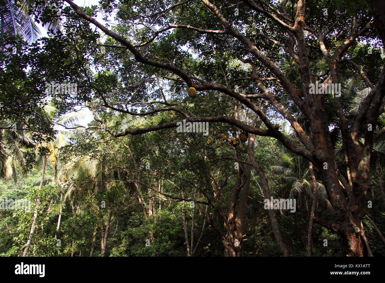 Jeck hi-res stock photography and images - Alamy