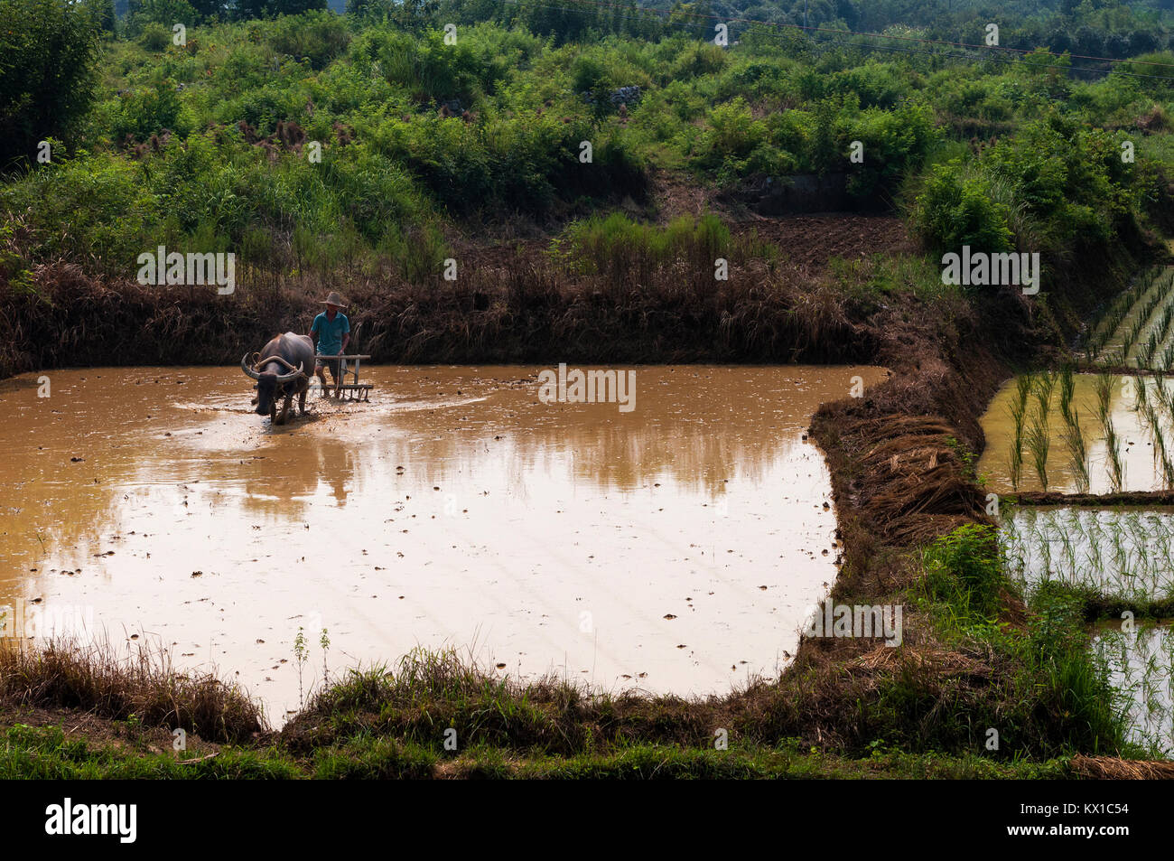 Yangshuo, China - August 2, 2012: Man plowing a rice paddy with a water ...