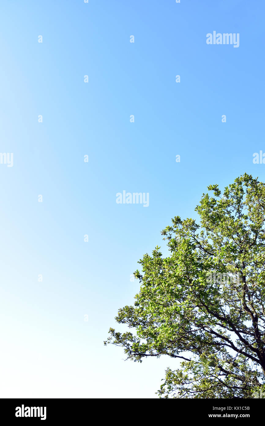 Oak trees in the New Forest National Park, Hampshire, England Stock ...