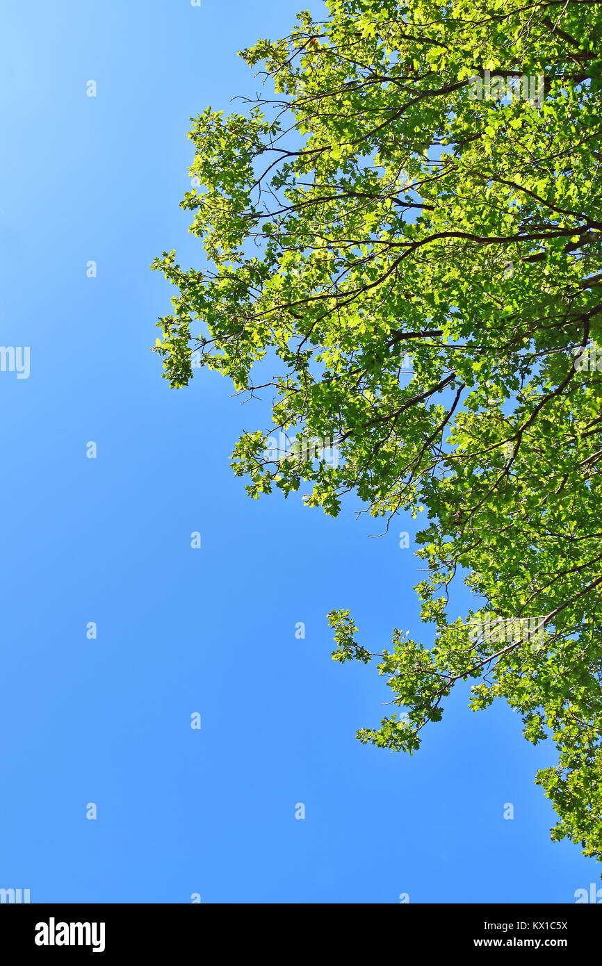 Oak trees in the New Forest National Park, Hampshire, England Stock ...