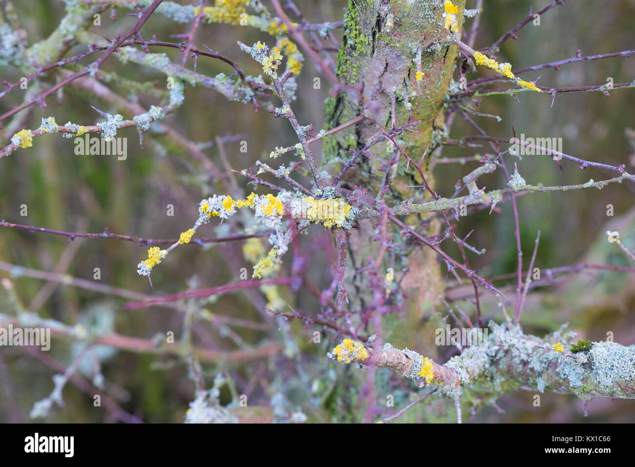 Lichen covered tree Stock Photo - Alamy