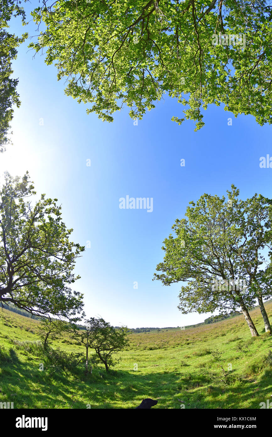 Oak trees in the New Forest National Park, Hampshire, England Stock ...