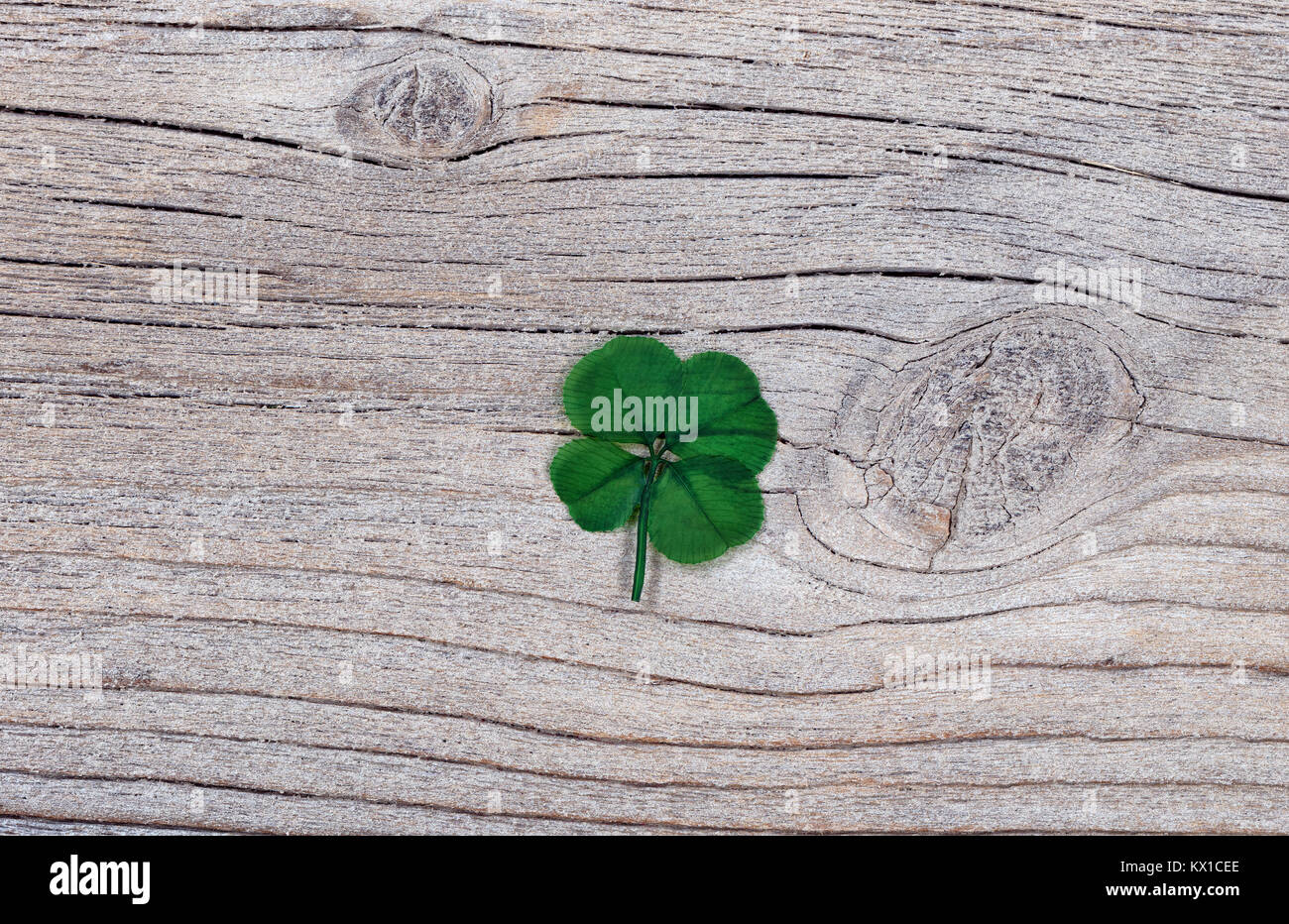 Real Four Leaf Clover Background