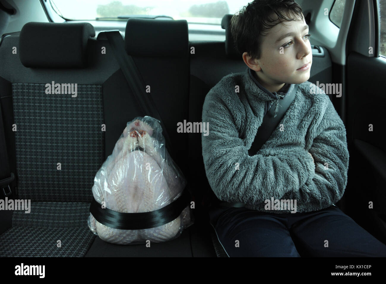 Collecting the turkey for Christmas day Stock Photo - Alamy