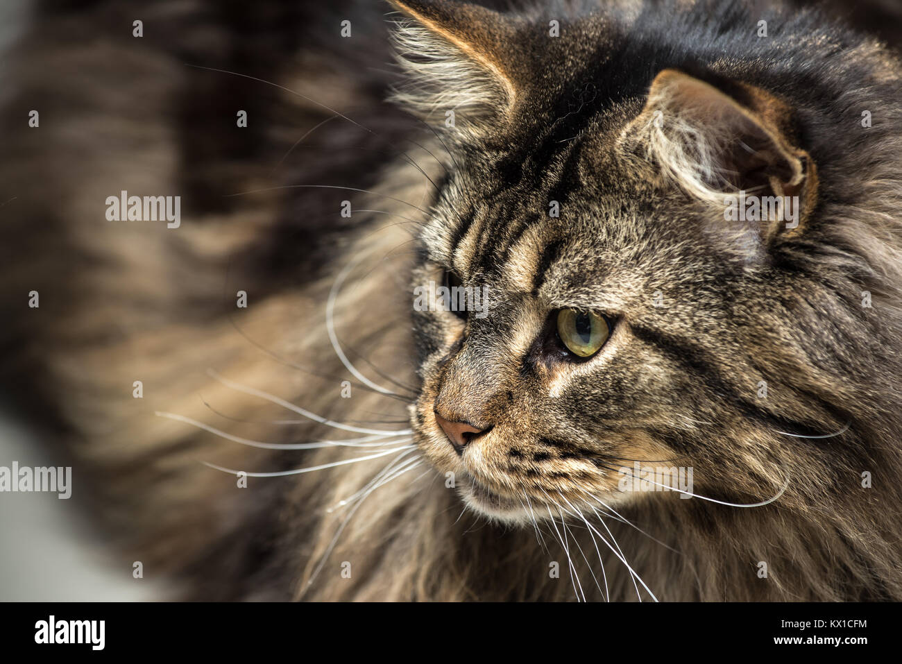 Portrait of a young grey maine coon male cat Stock Photo - Alamy