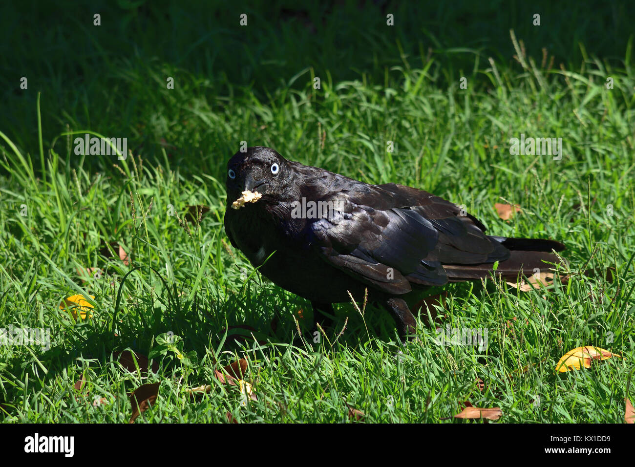 Crow Eating High Resolution Stock Photography and Images - Alamy