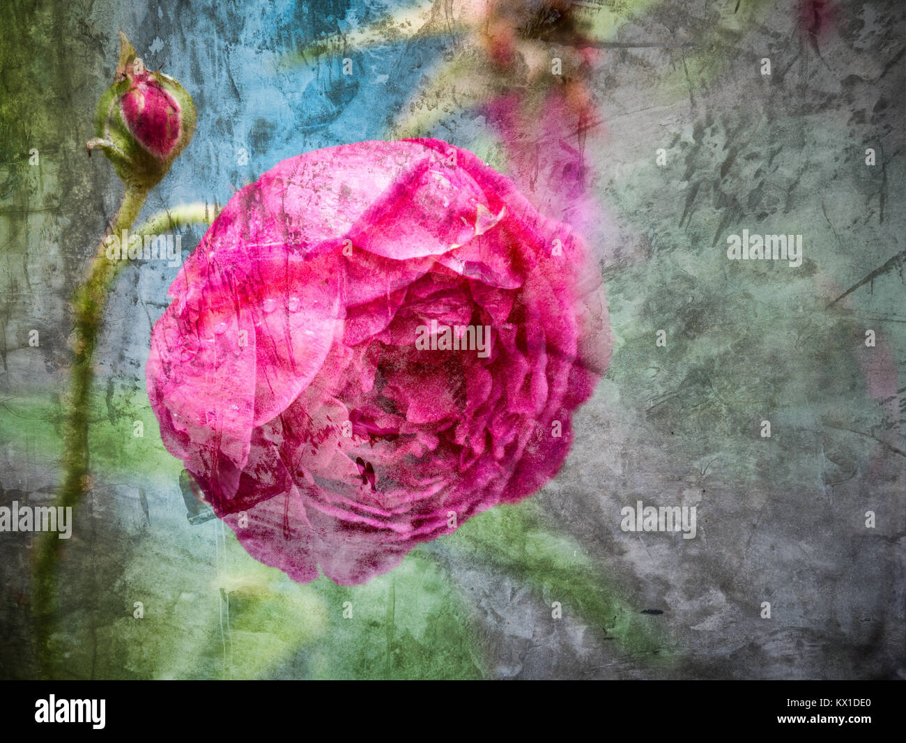 Pink rose mix with cement grunge background Stock Photo - Alamy