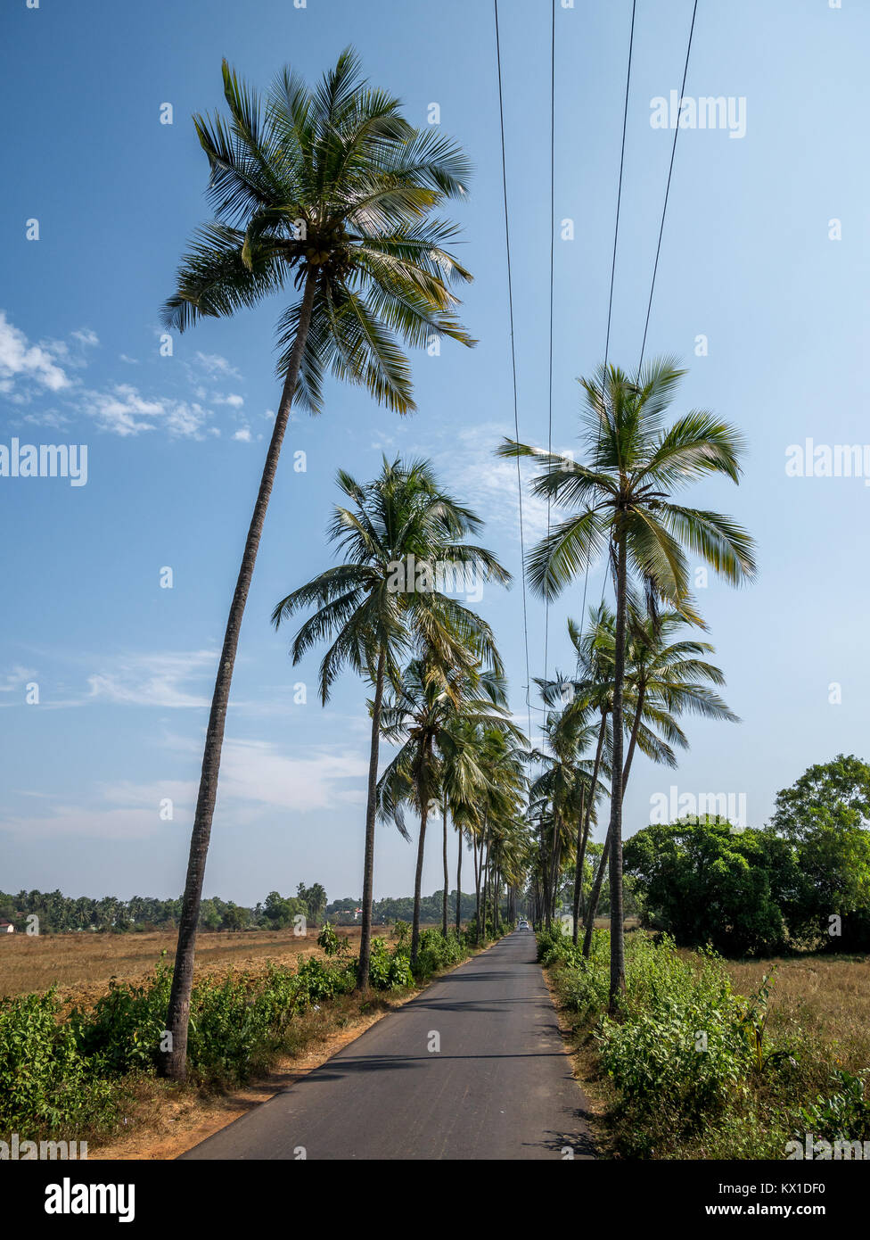 Empty road in Goa at sunny day surrounded by coconut trees Stock Photo ...