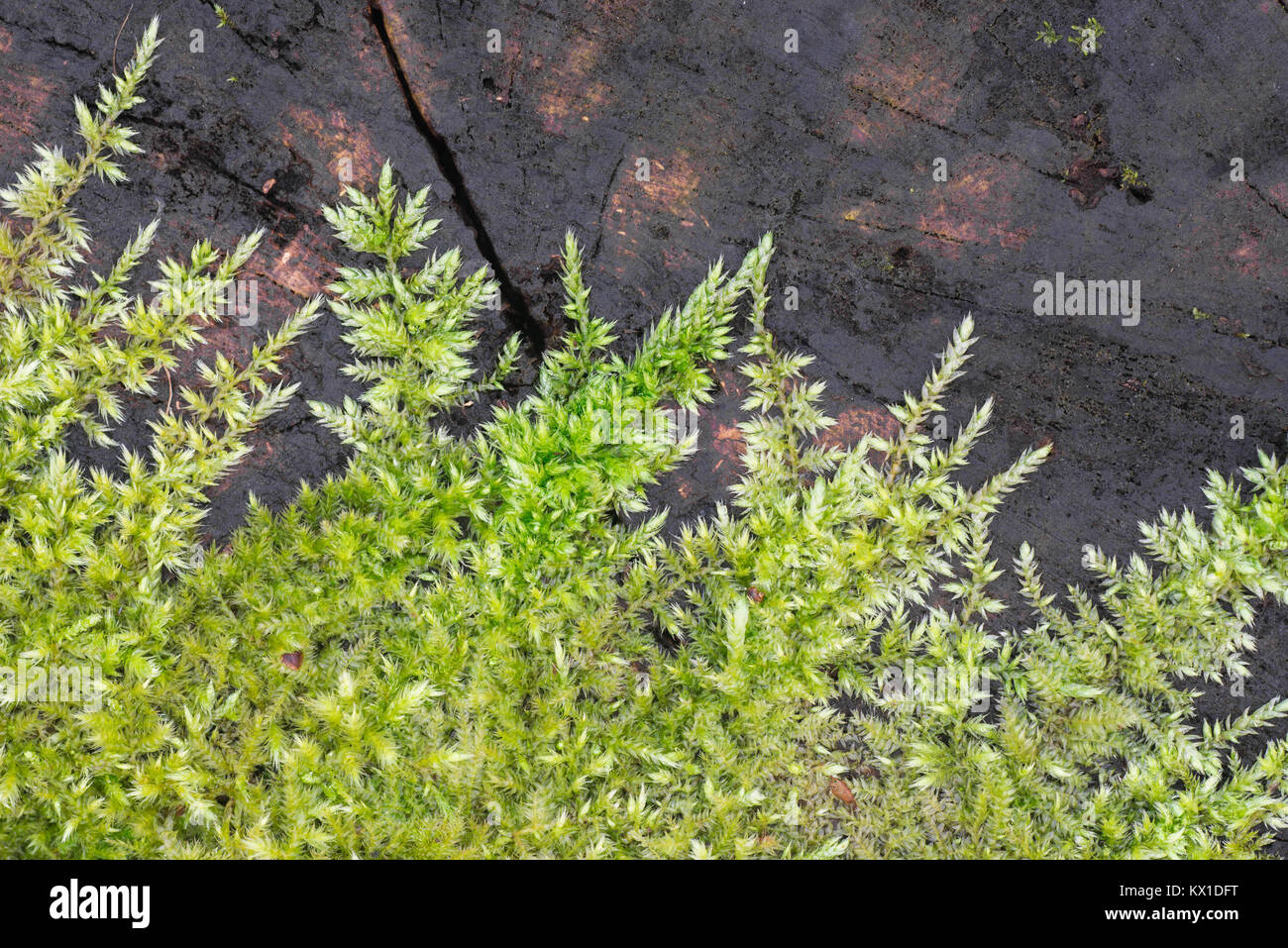 Moss wood material hi-res stock photography and images - Alamy