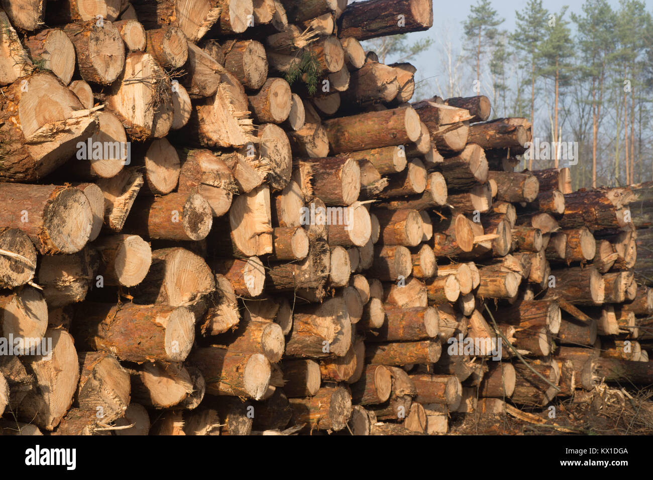 pile of cut tree logs in forest Stock Photo - Alamy